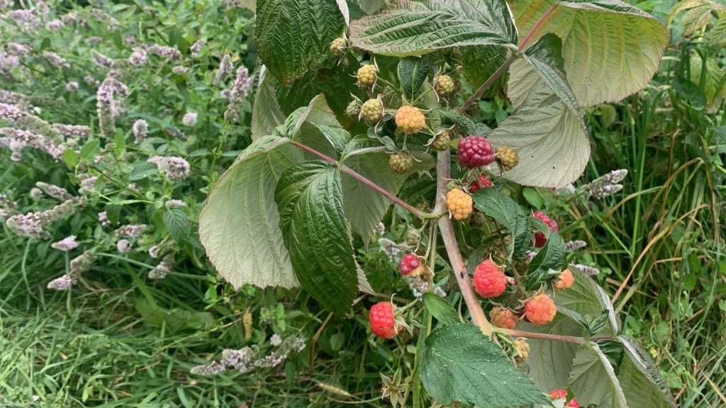 Seasonal harvest from Goat Grid boosts the Voices in Exile food bank ...